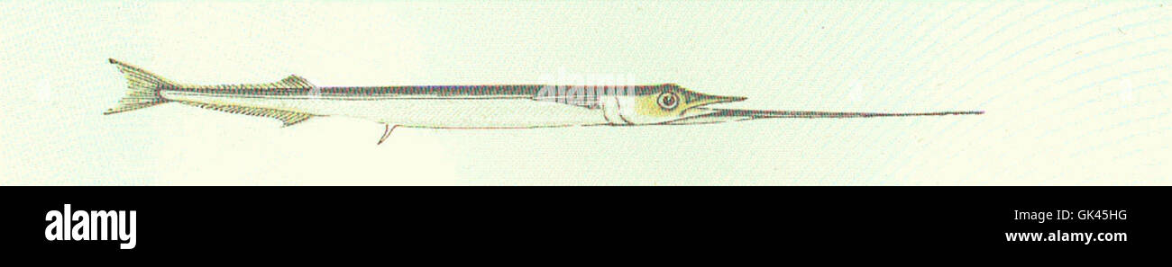 Hemiramphus far hi-res stock photography and images - Alamy