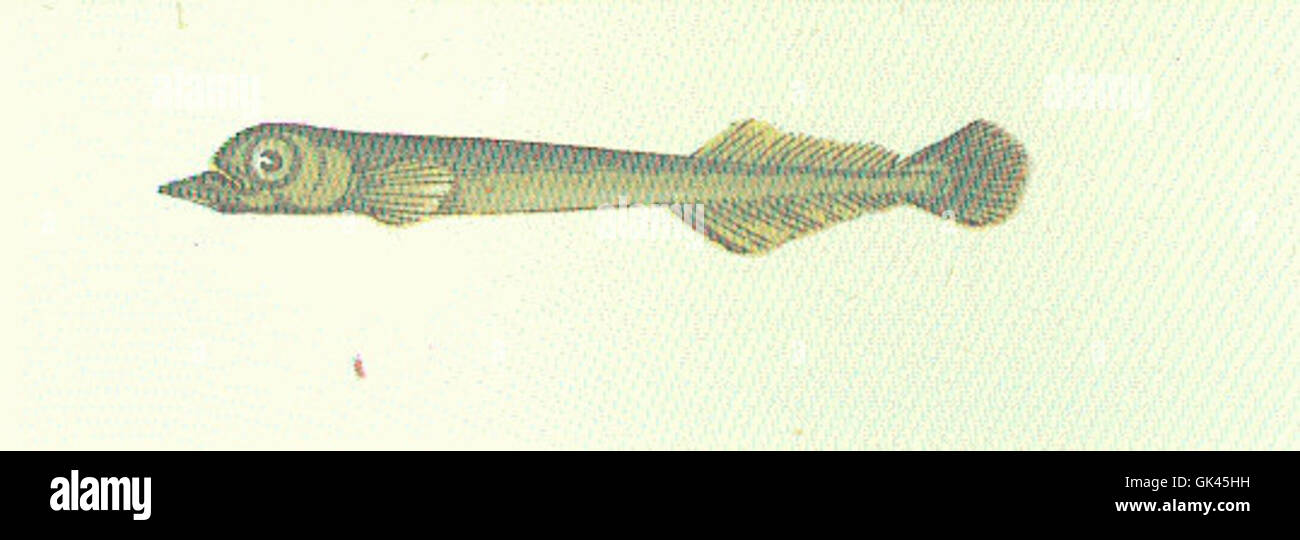 The *Blunt-Headed Halfbeak* is a fish species characterized by its ...