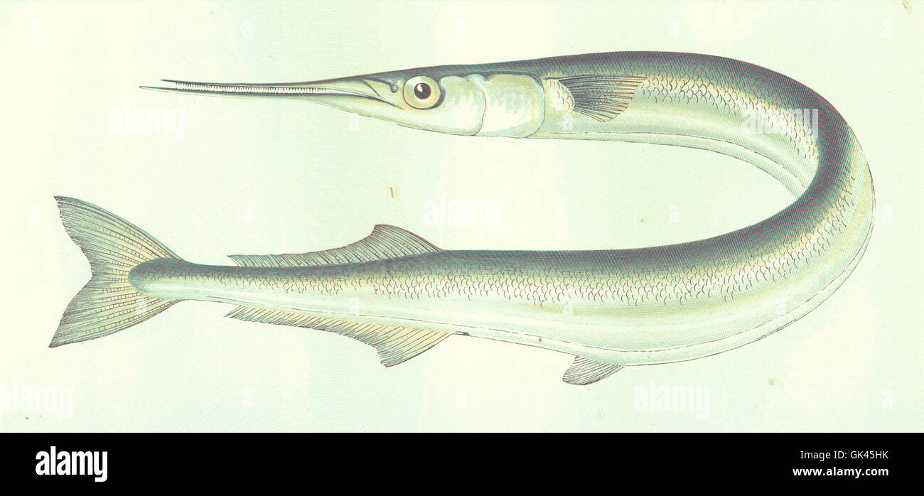 The garfish, a species of fish known for its long, slender body and ...