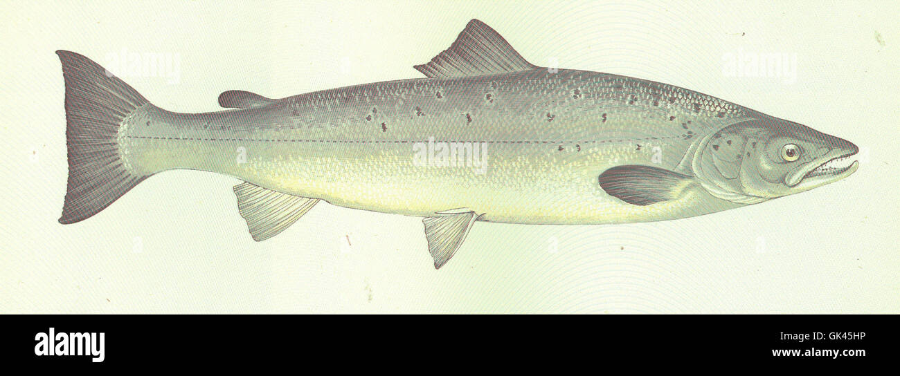 Salmon are anadromous fish known for their migratory life cycle ...