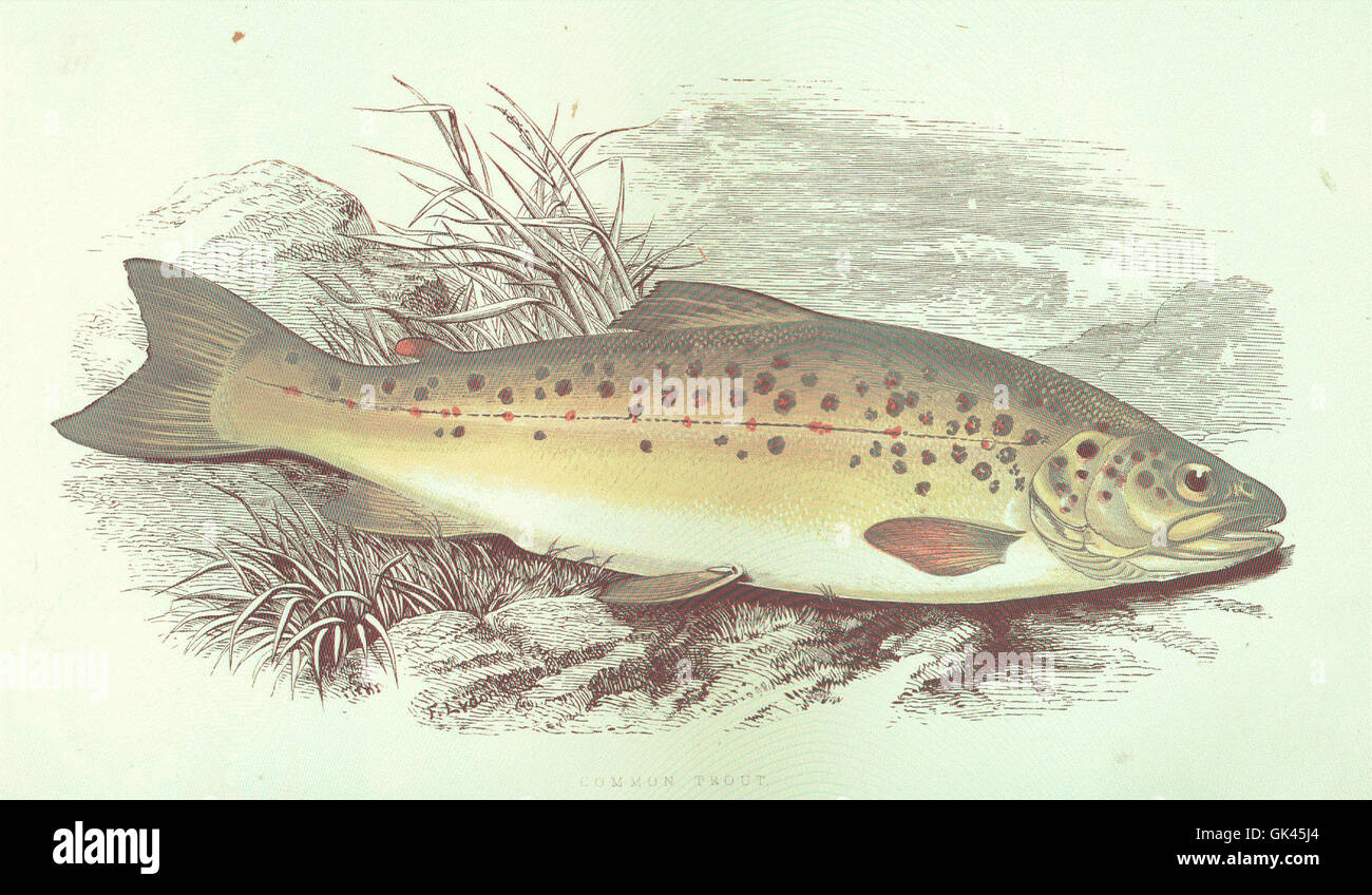 46336 Common Trout Stock Photo - Alamy