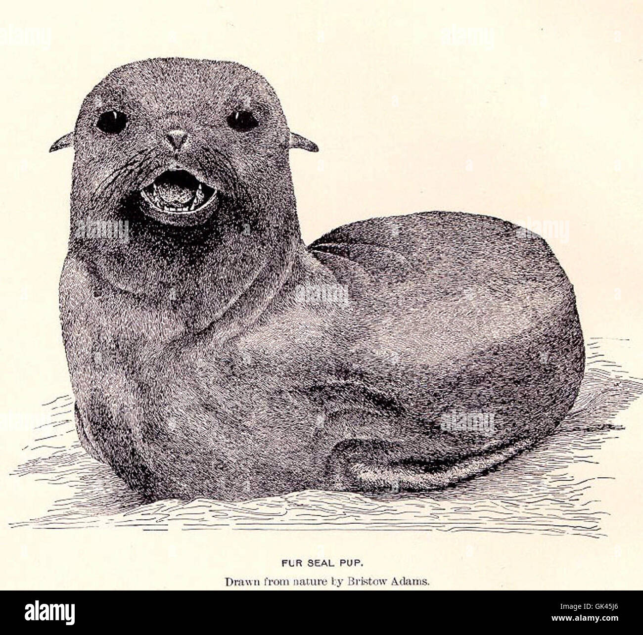 Pup font hi-res stock photography and images - Alamy