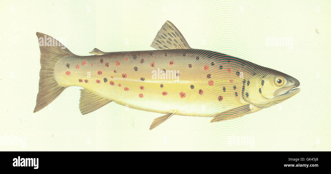 Gillaroo trout hi-res stock photography and images - Alamy