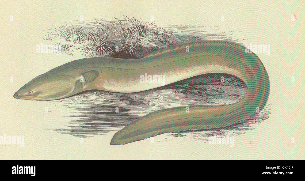 Eel drawing hi-res stock photography and images - Alamy