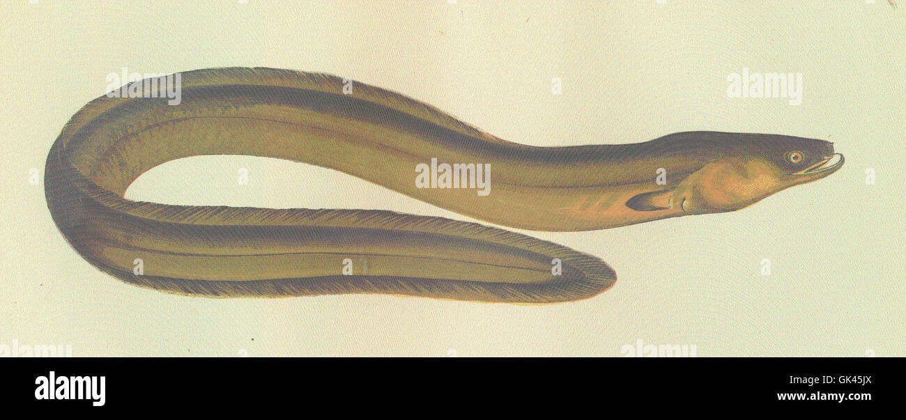 Broad nosed eel hi-res stock photography and images - Alamy