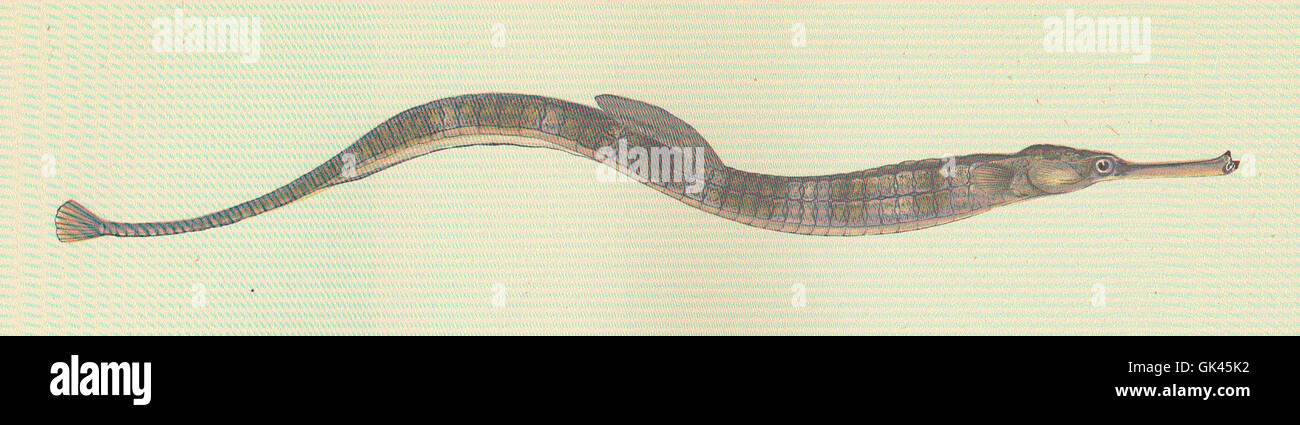 Greater pipefish syngnathus acus hi-res stock photography and images ...