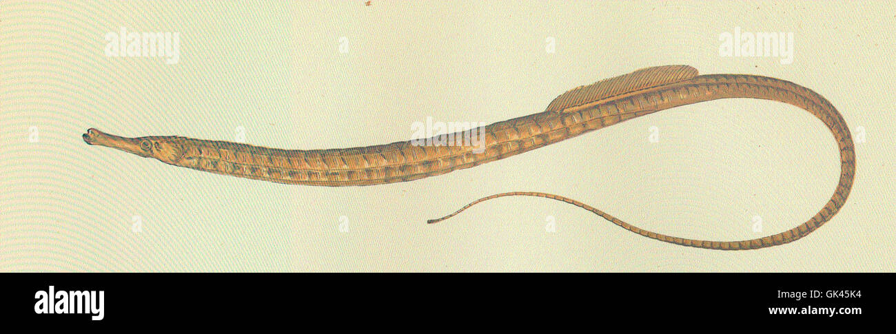 Seahorse relatives hi-res stock photography and images - Alamy