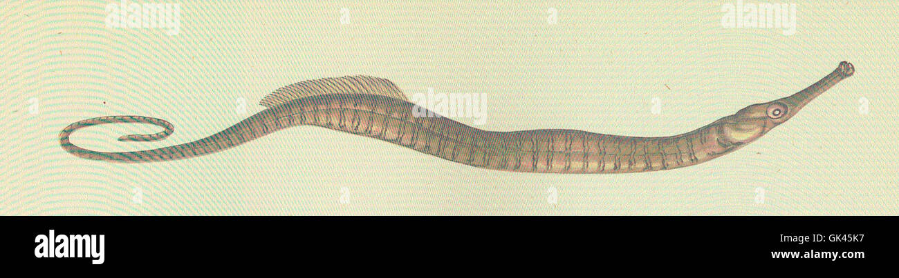 46358 Snake Pipefish Stock Photo - Alamy