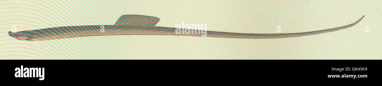 Worm Pipefish High Resolution Stock Photography and Images - Alamy