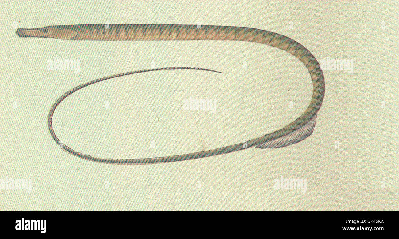 Long snout pipefish hi-res stock photography and images - Alamy