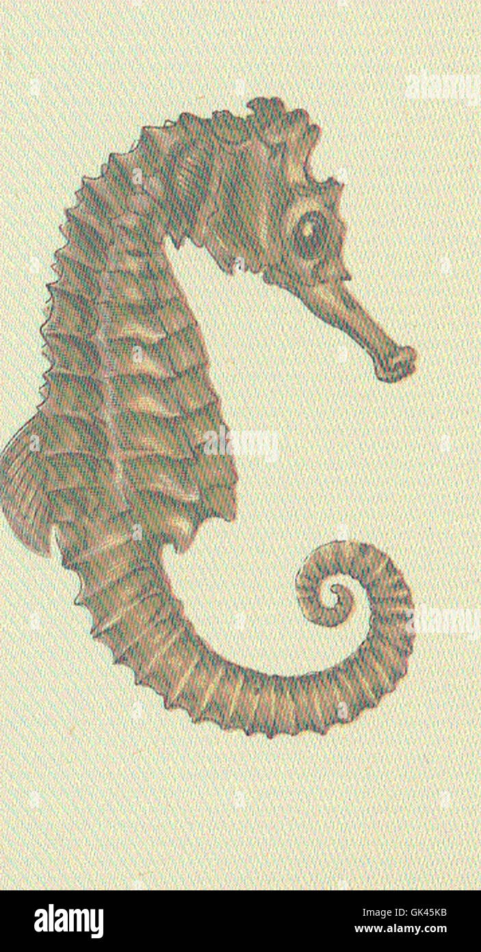 Seahorse anatomy hi-res stock photography and images - Alamy