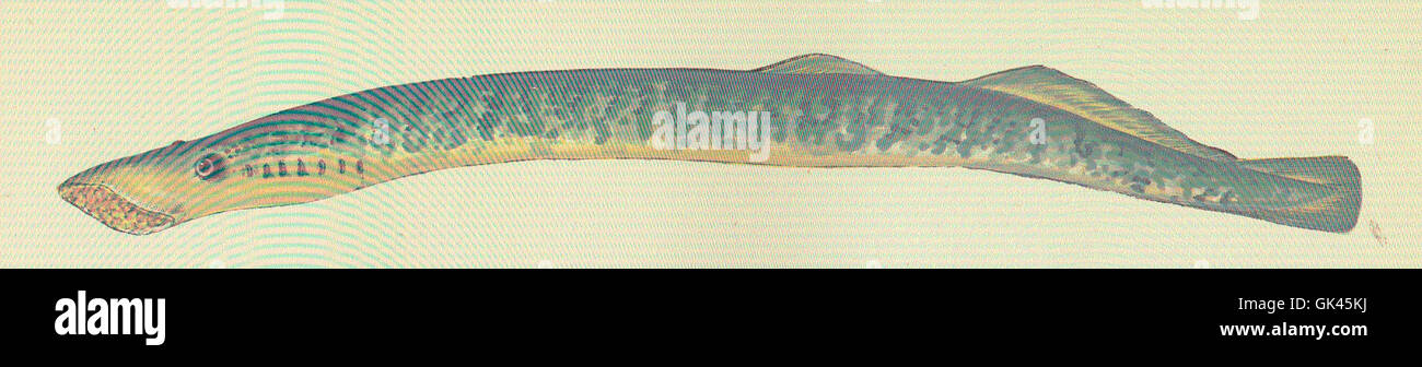 Lamprey eel hi-res stock photography and images - Alamy