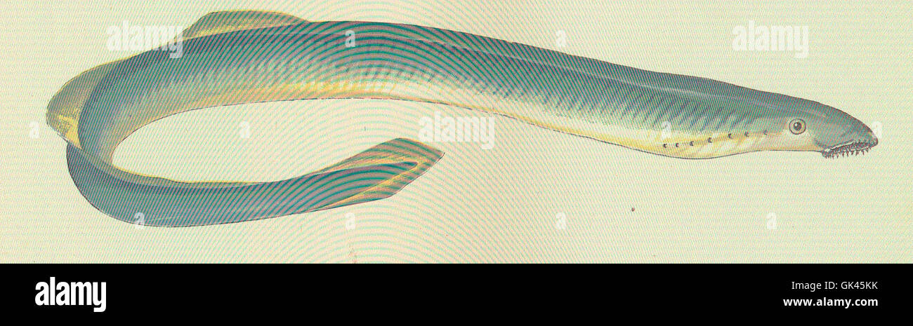 Lampern hi-res stock photography and images - Alamy