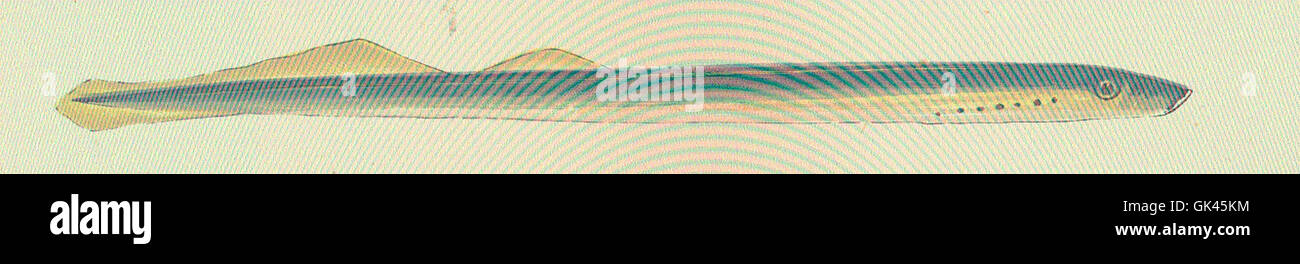 Attaches to its host hi-res stock photography and images - Alamy