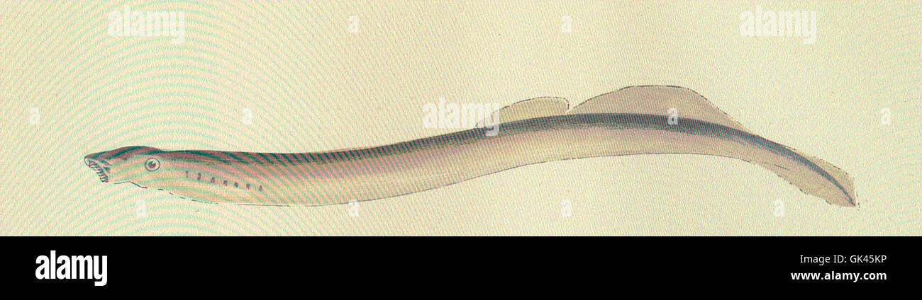 Lamprey eel hi-res stock photography and images - Alamy