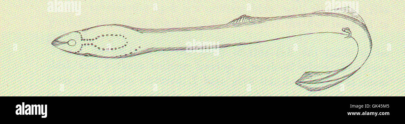 Silver lamprey hi-res stock photography and images - Alamy