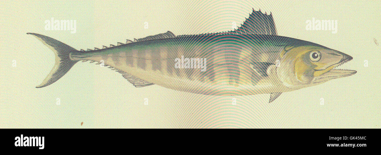 Sciaena hi-res stock photography and images - Alamy