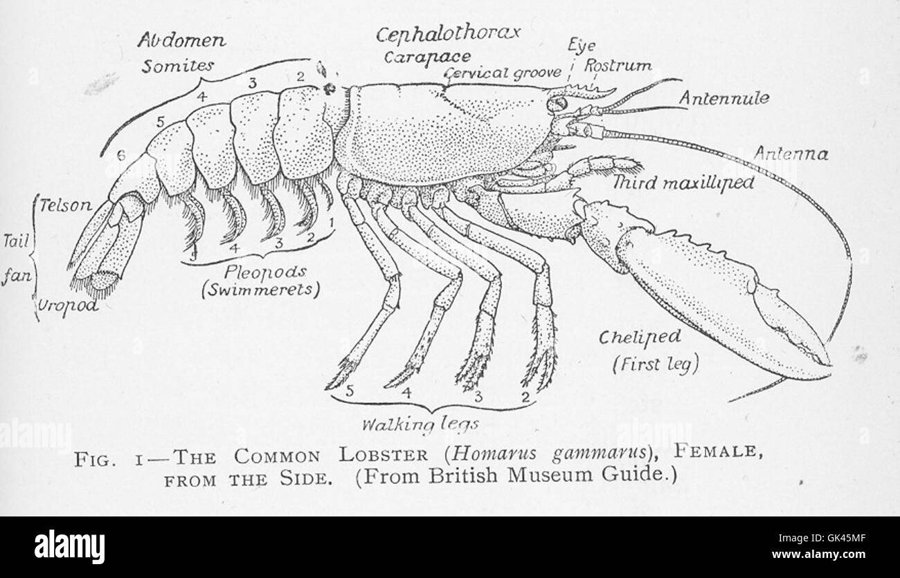 Lobster underwater atlantic Black and White Stock Photos & Images - Alamy