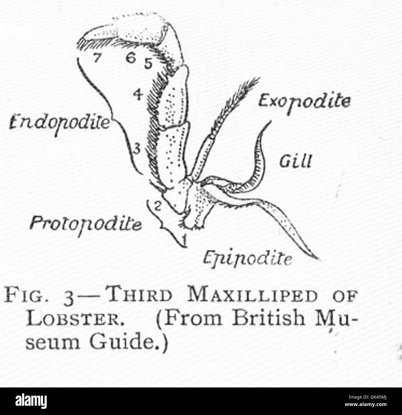 This image shows the third maxilliped of a lobster, an important ...