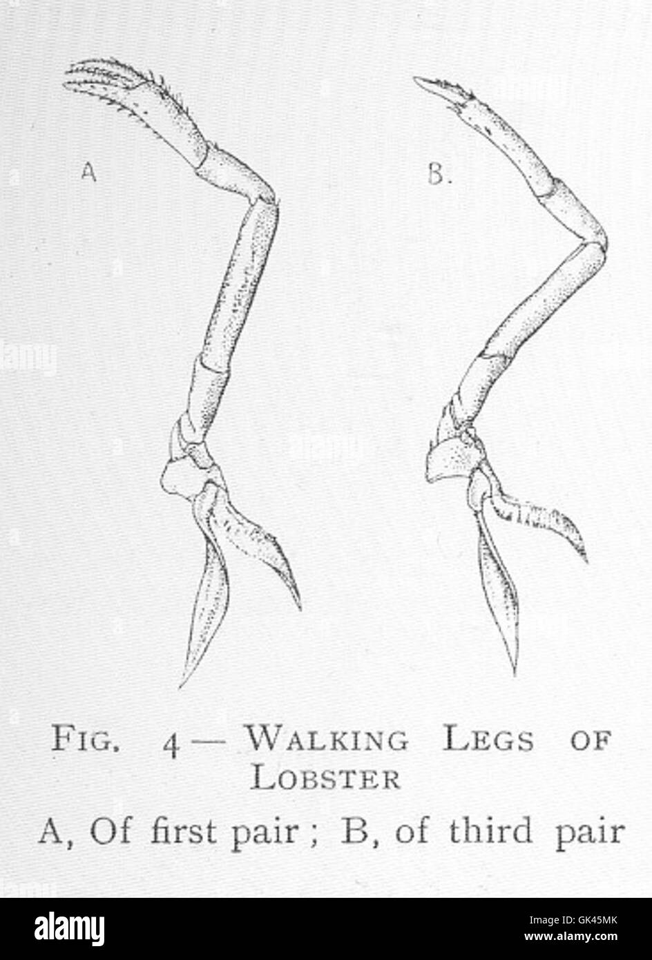 The walking legs of a lobster, crucial for movement and foraging, are ...