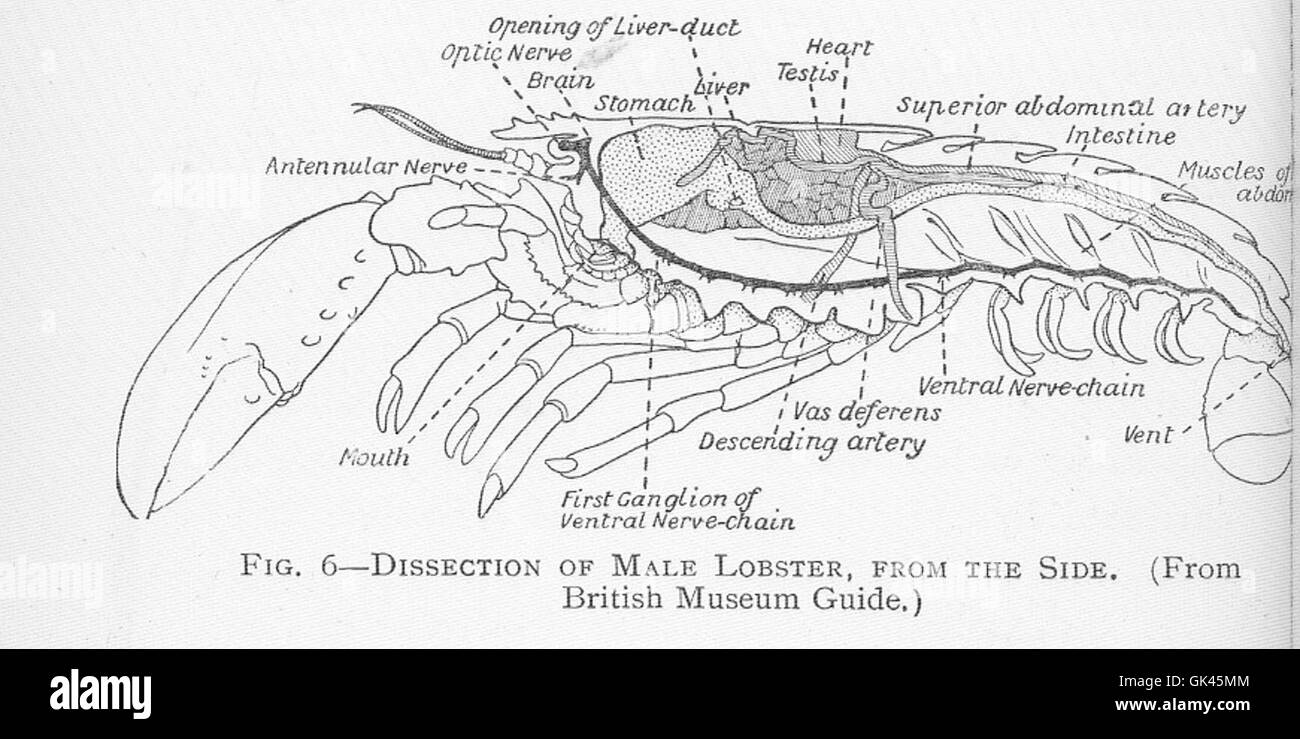 This image shows a side view dissection of a male lobster, focusing on ...