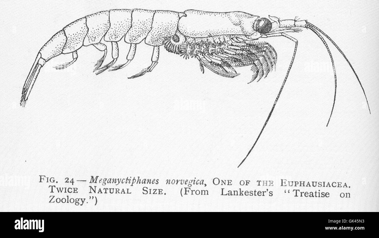 Meganyctiphanes norvegica hi-res stock photography and images - Alamy