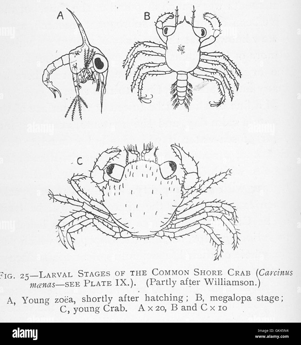 The larval stages of Carcinus maenas, the common shore crab, are shown ...