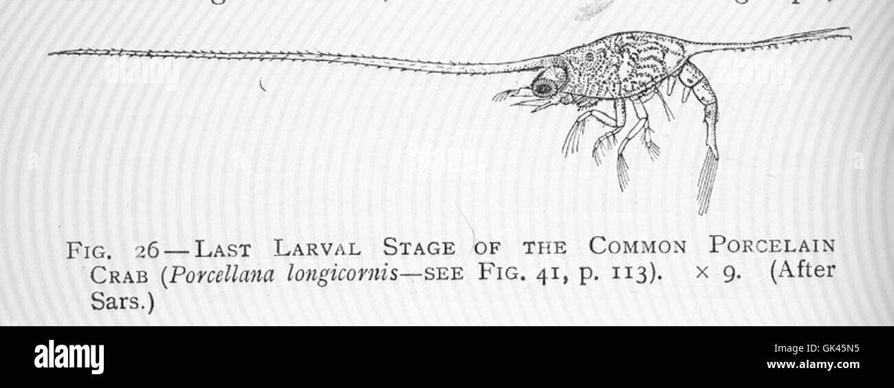 This image shows the last larval stage of the common porcelain crab ...