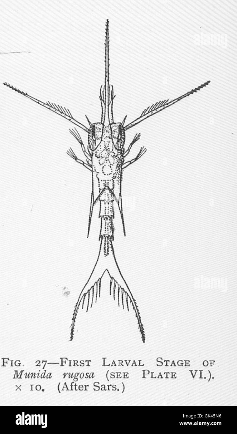 46406 First larval stage of Munida rugosa Stock Photo - Alamy