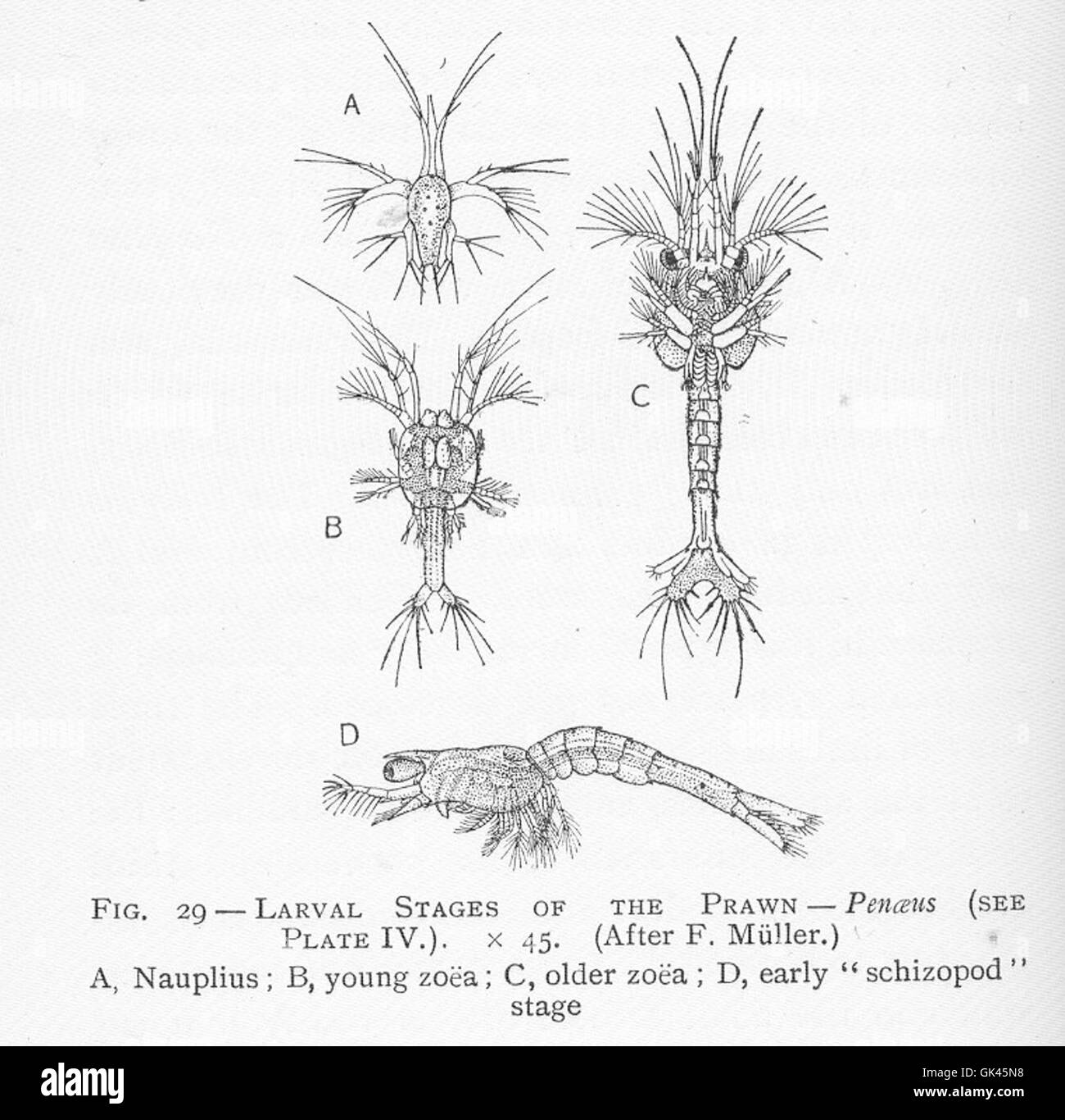 The larval stages of the prawn species Penaeus are vital for ...