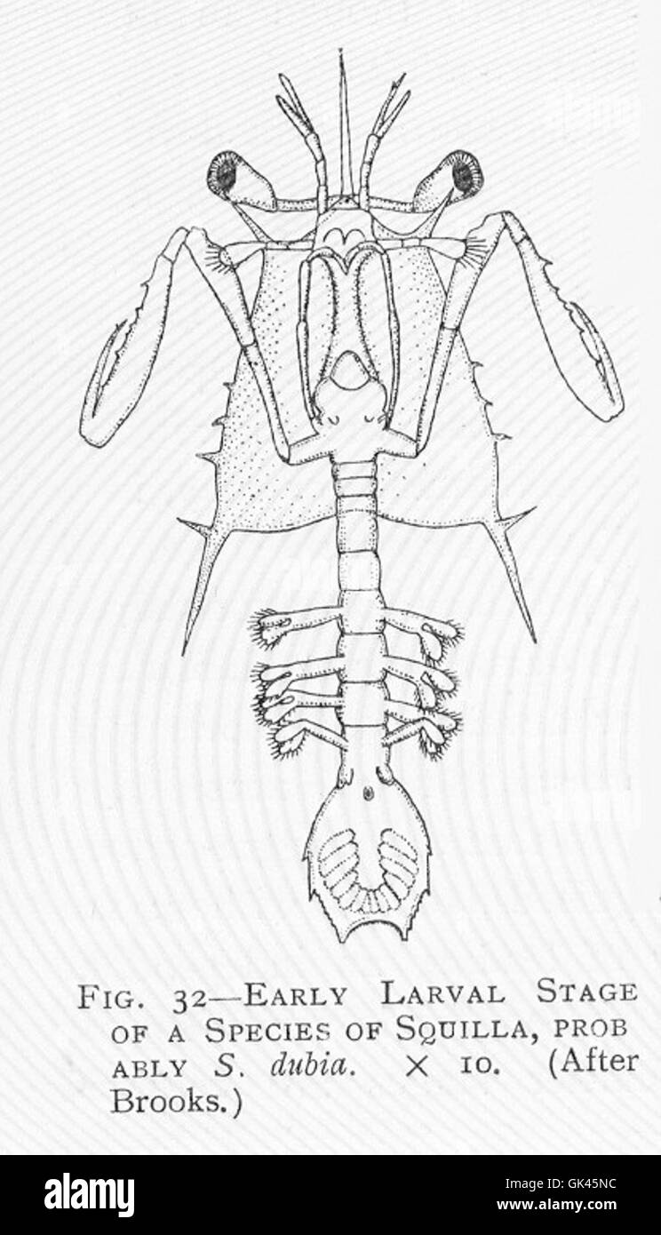 An early larval stage of Squilla, likely *S. dubia*, a species of ...