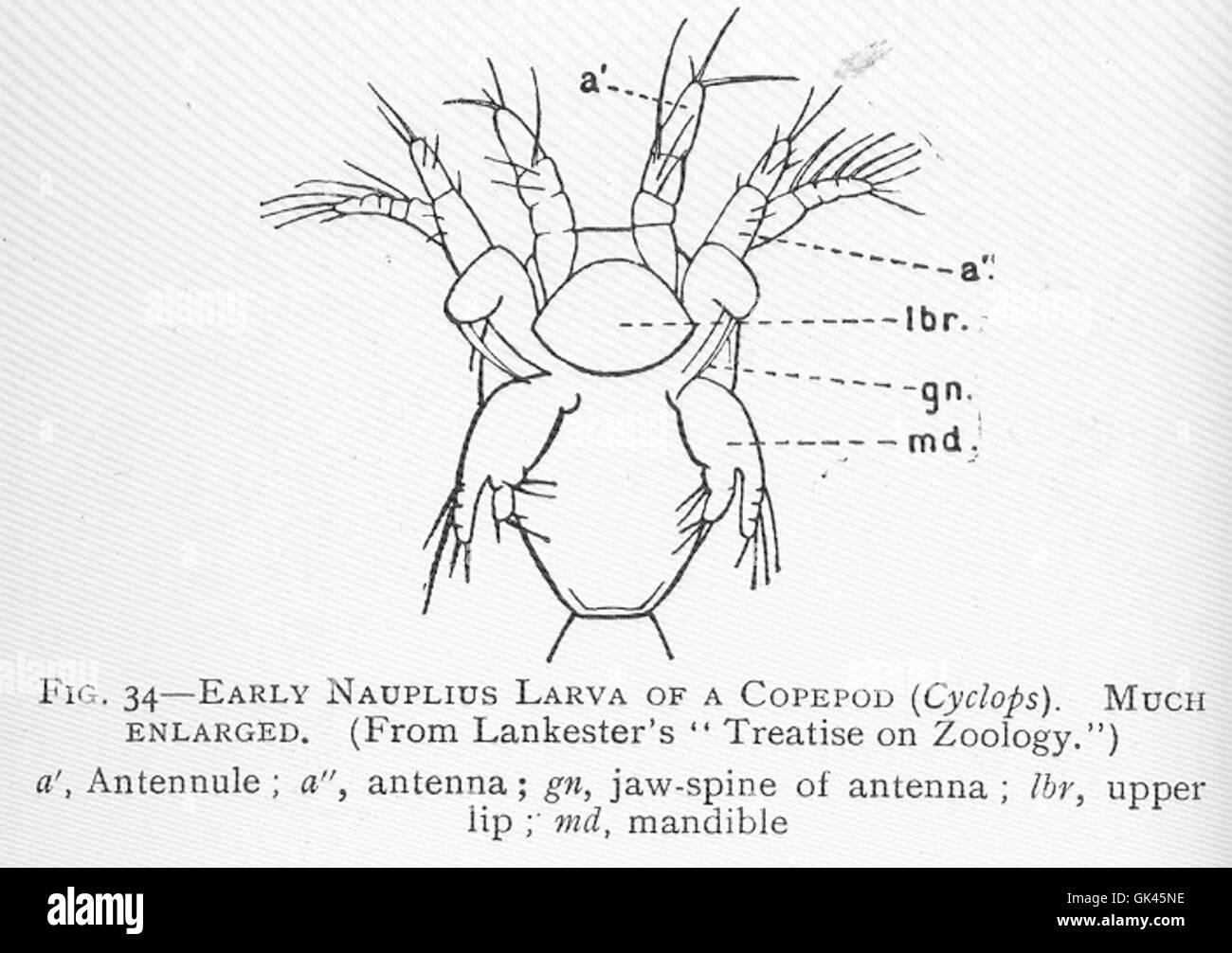 Aquatic larva Black and White Stock Photos & Images - Alamy