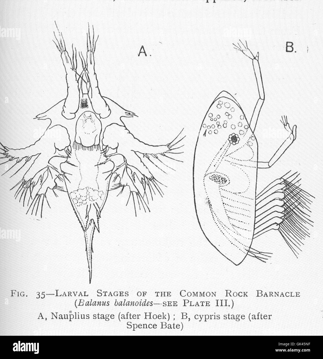 The larval stages of the common rock barnacle (Balanus balanoides) are ...