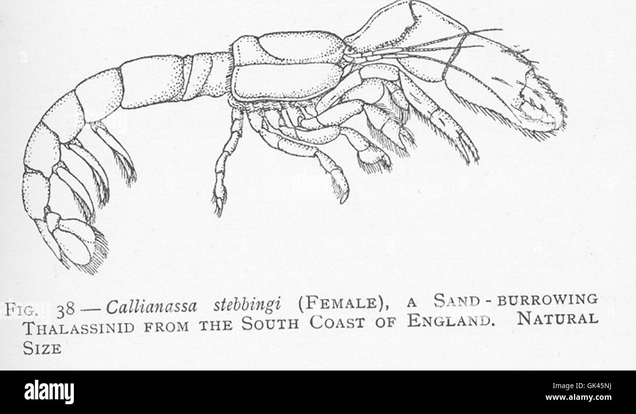 Callianassa hi-res stock photography and images - Alamy