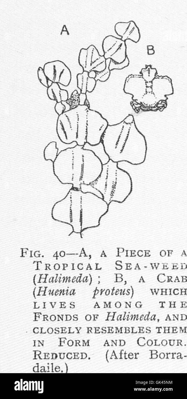 Image shows coastal seaweed hi-res stock photography and images - Alamy