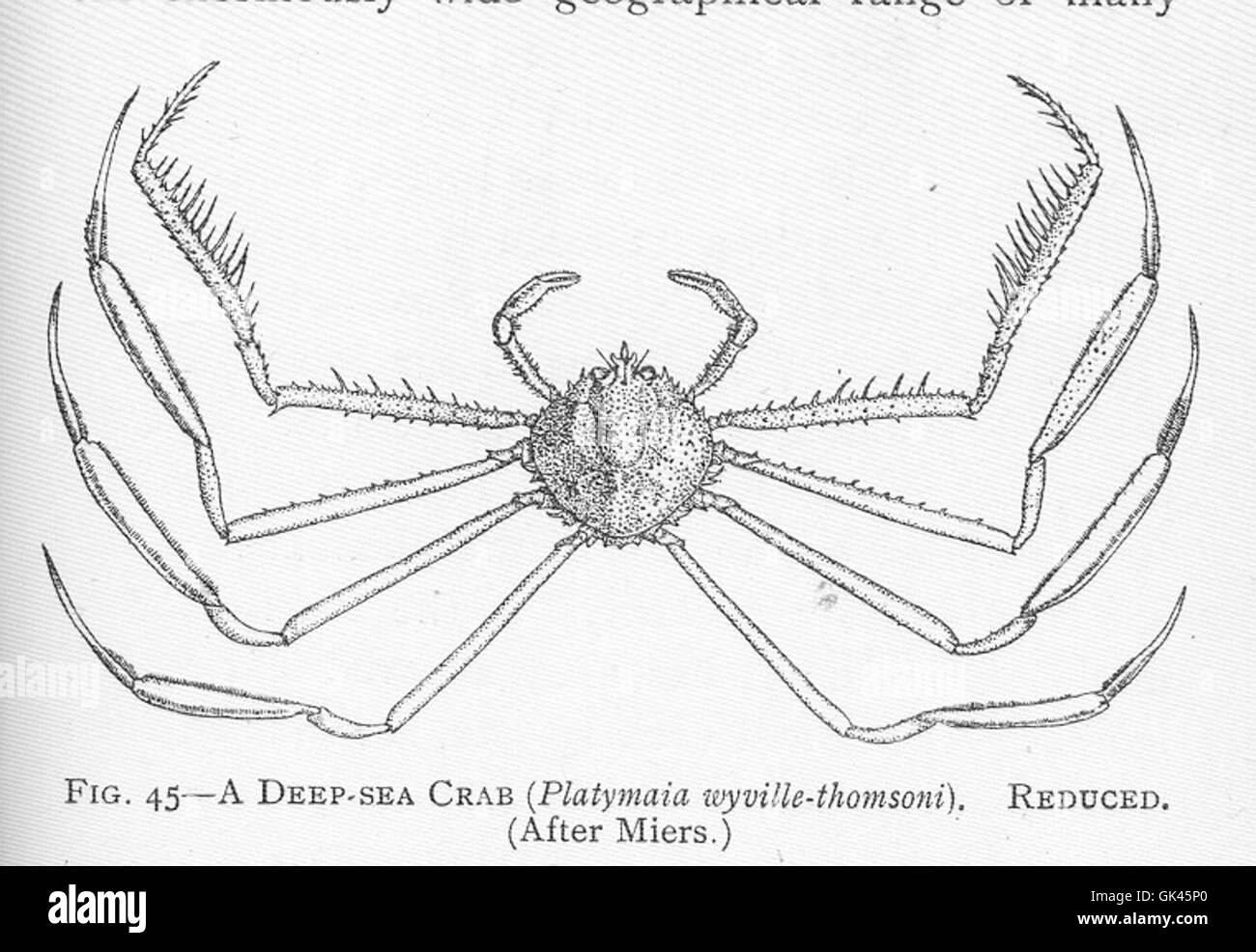 46424 Deep-Sea Crab (Platymaia wyville-thomsoni Stock Photo - Alamy