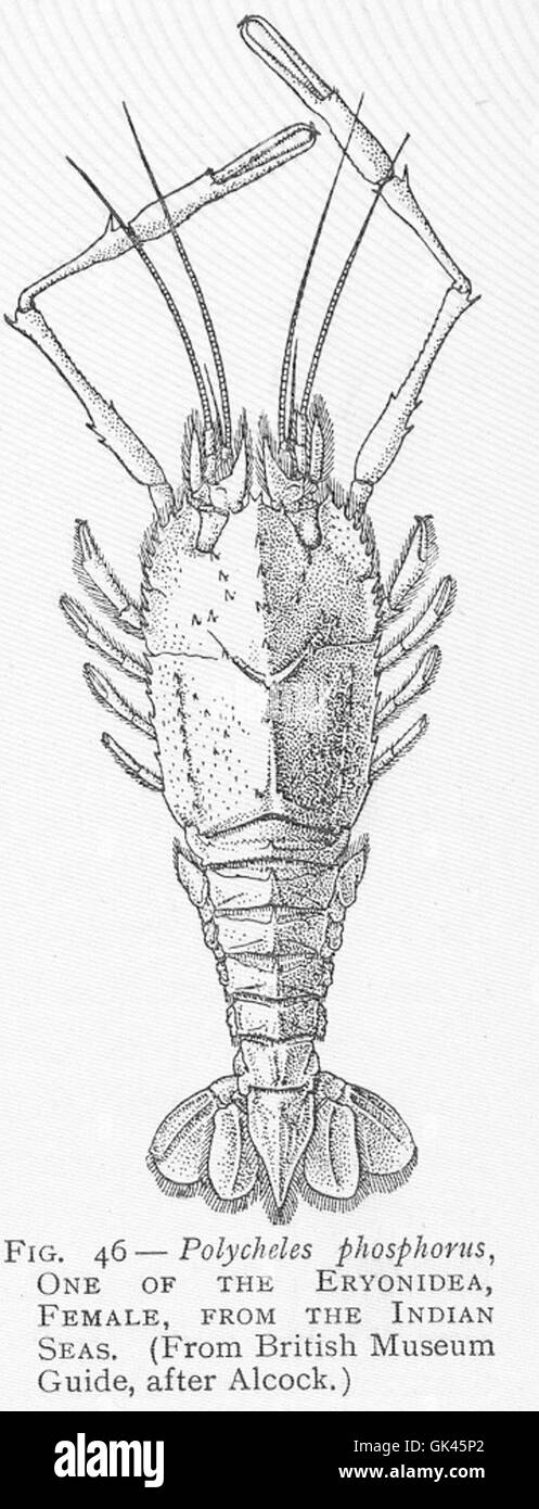 Polycheles phosphorus, a species of deep-sea shrimp from the Indian ...