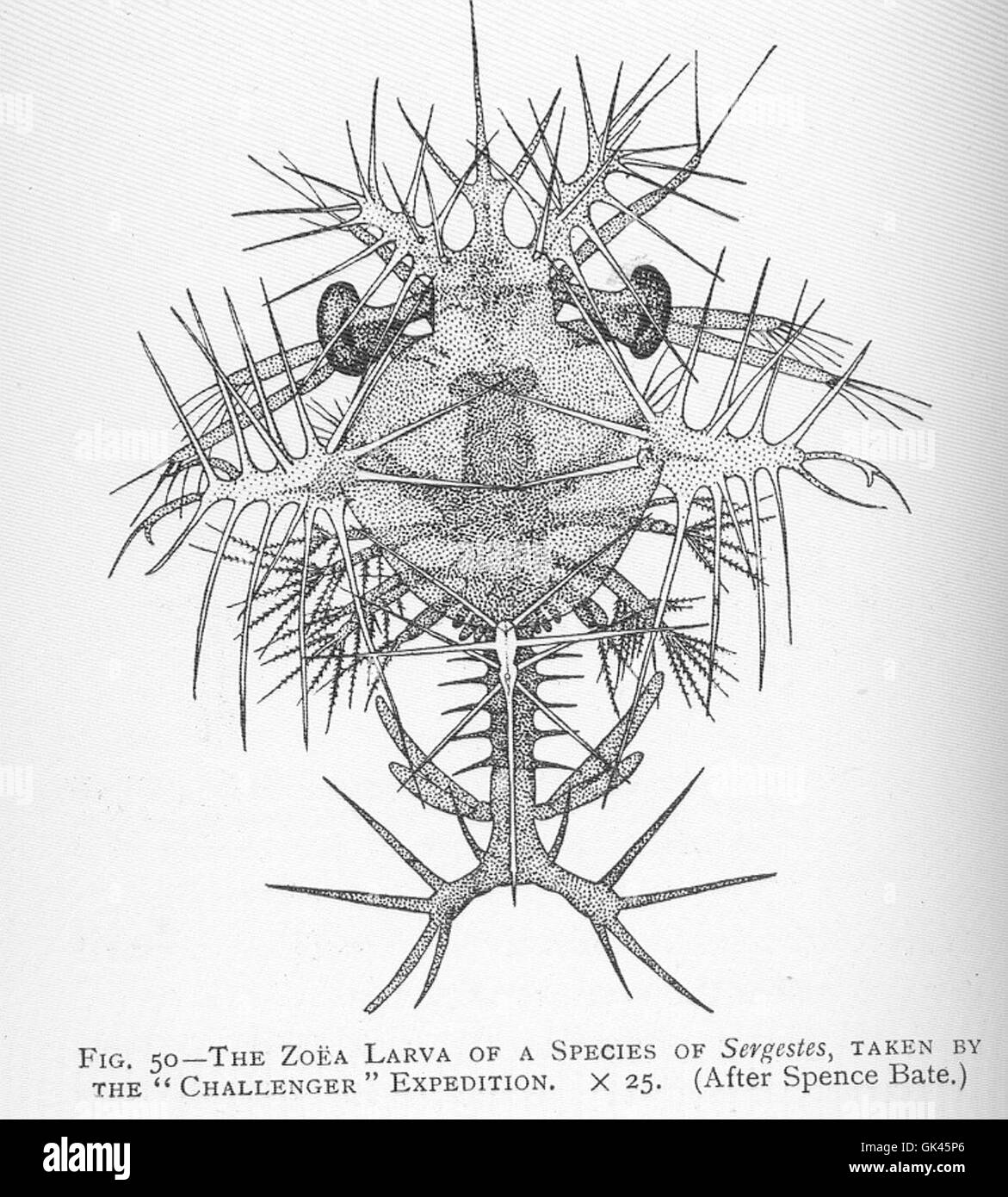 Zoea hi-res stock photography and images - Alamy