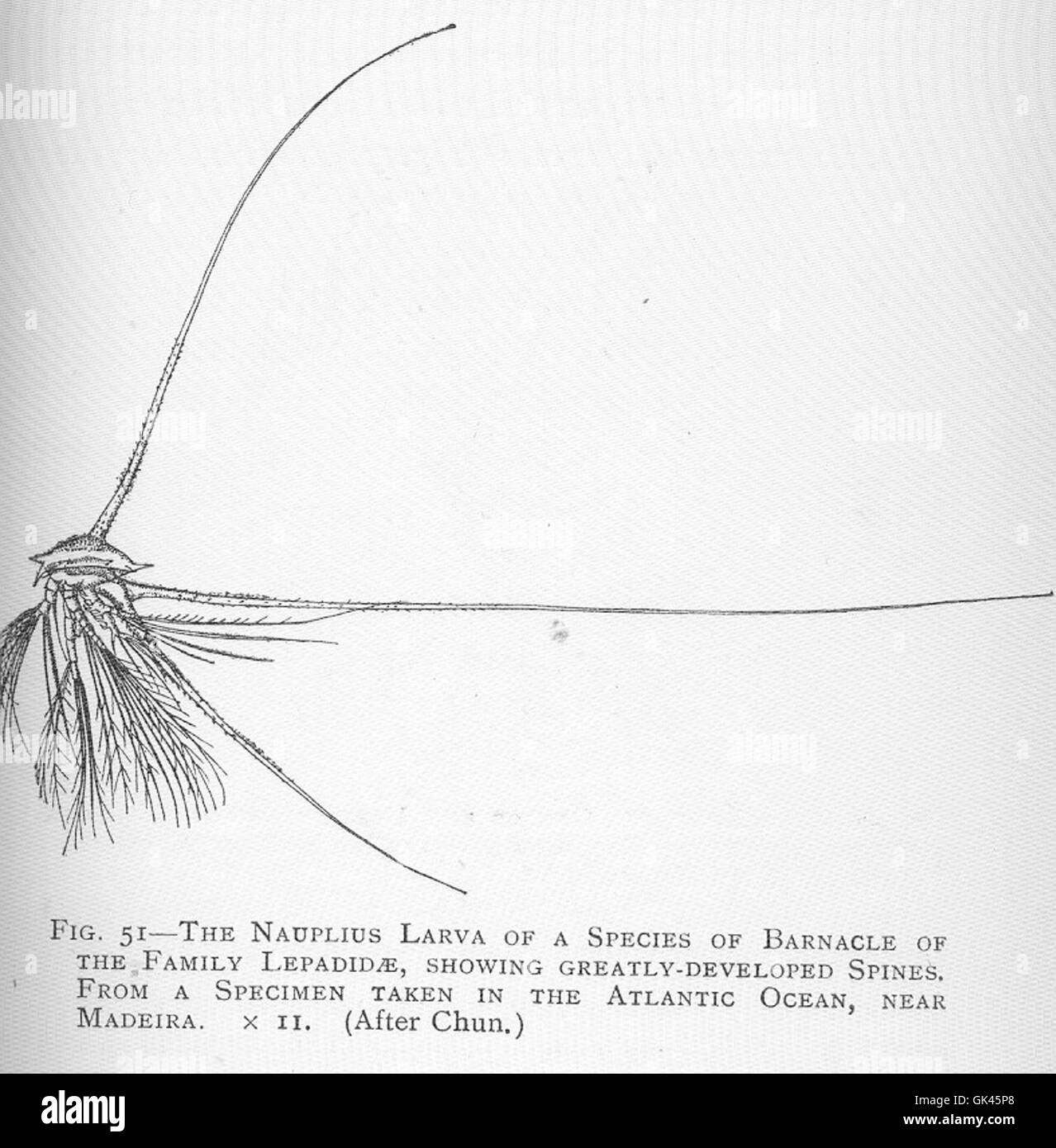 This image shows the nauplius larva of a species of barnacle from the ...