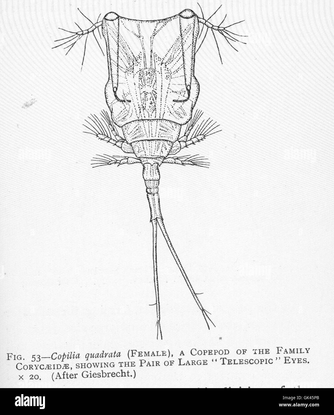 Copillia quadrata, a female copepod from the Corycaeidae family, is ...