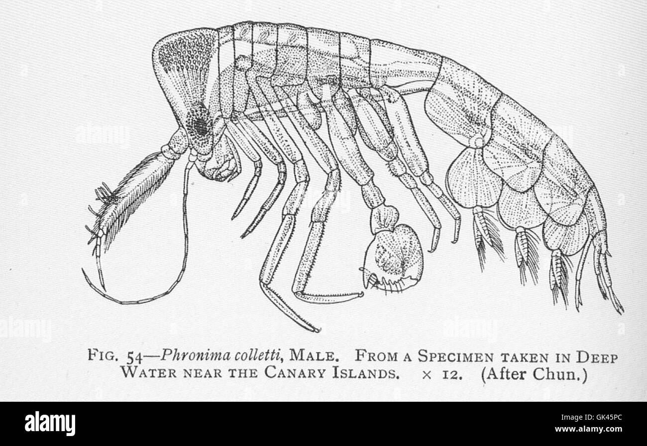 Phronima colletti, a deep-sea amphipod, is shown in its male form. This ...