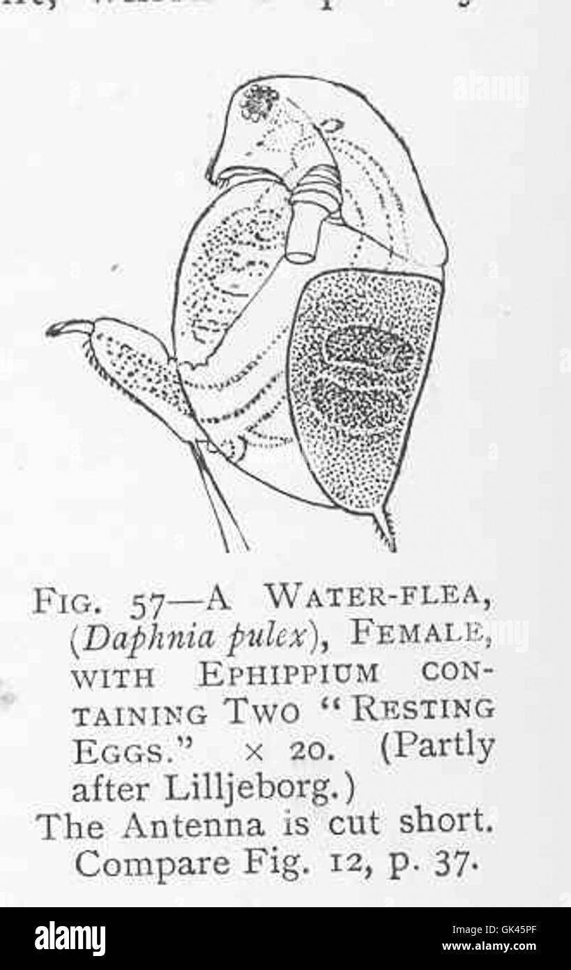 Daphnia pulex, commonly known as water-flea, is a freshwater crustacean ...