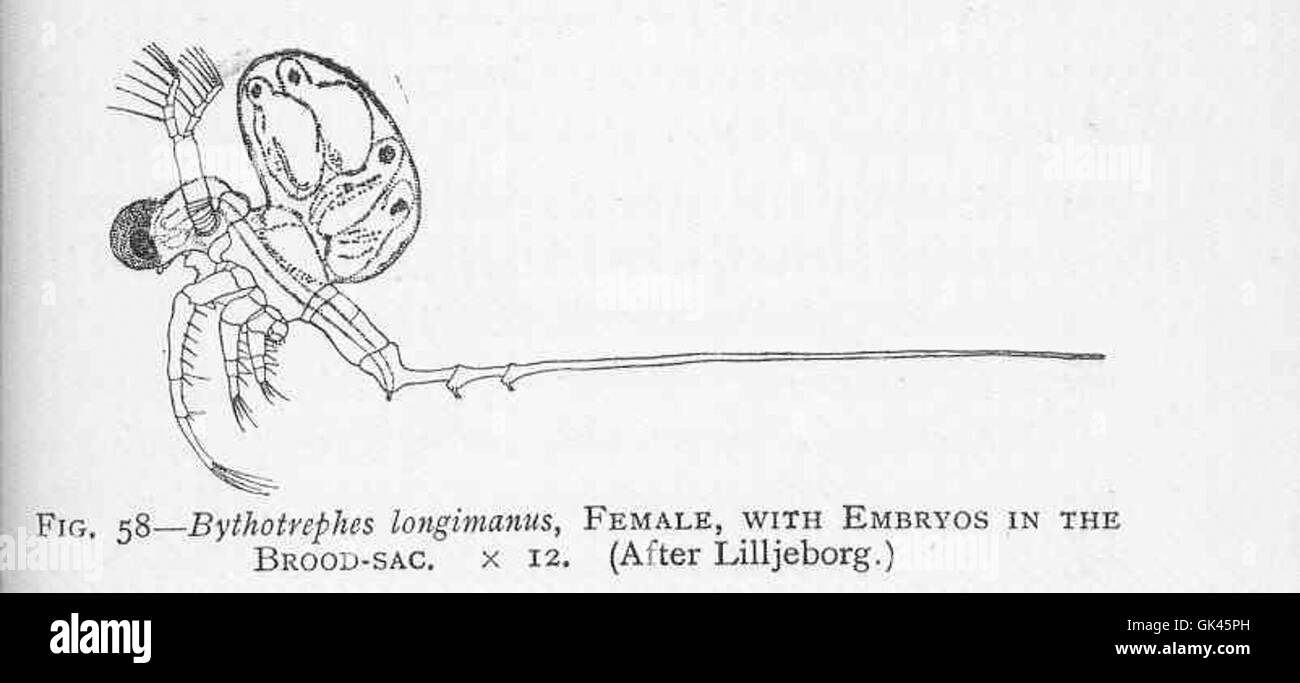 Bythotrephes longimanus, a species of freshwater crustacean, is shown ...