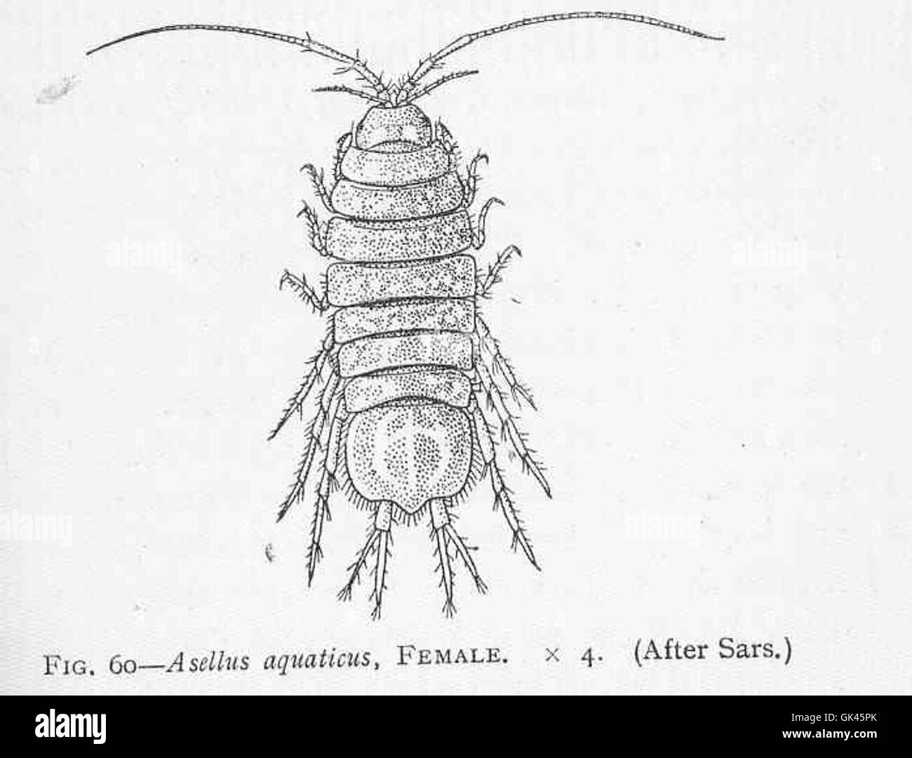 Asellus aquaticus hi-res stock photography and images - Alamy
