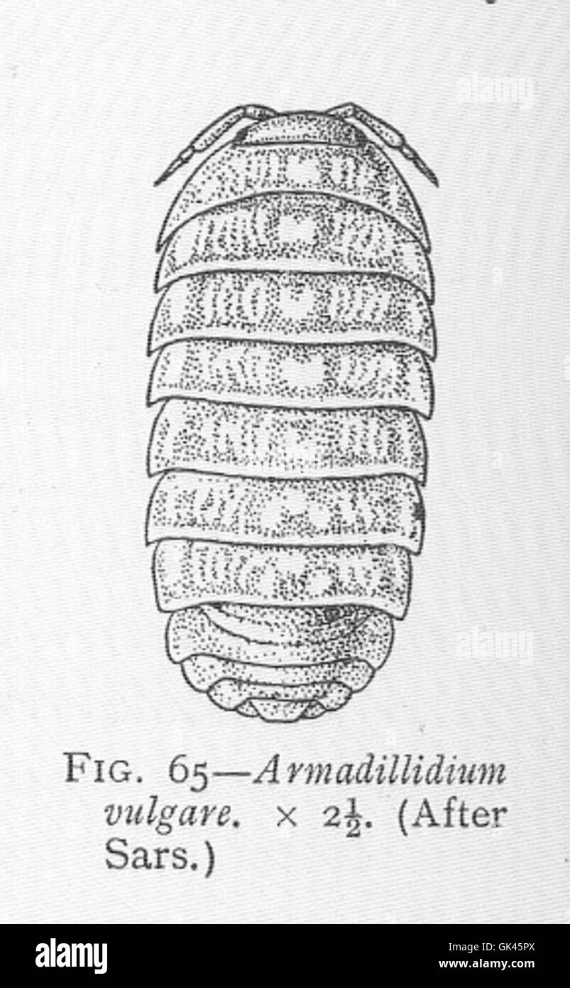 Armadillidium species Black and White Stock Photos & Images - Alamy