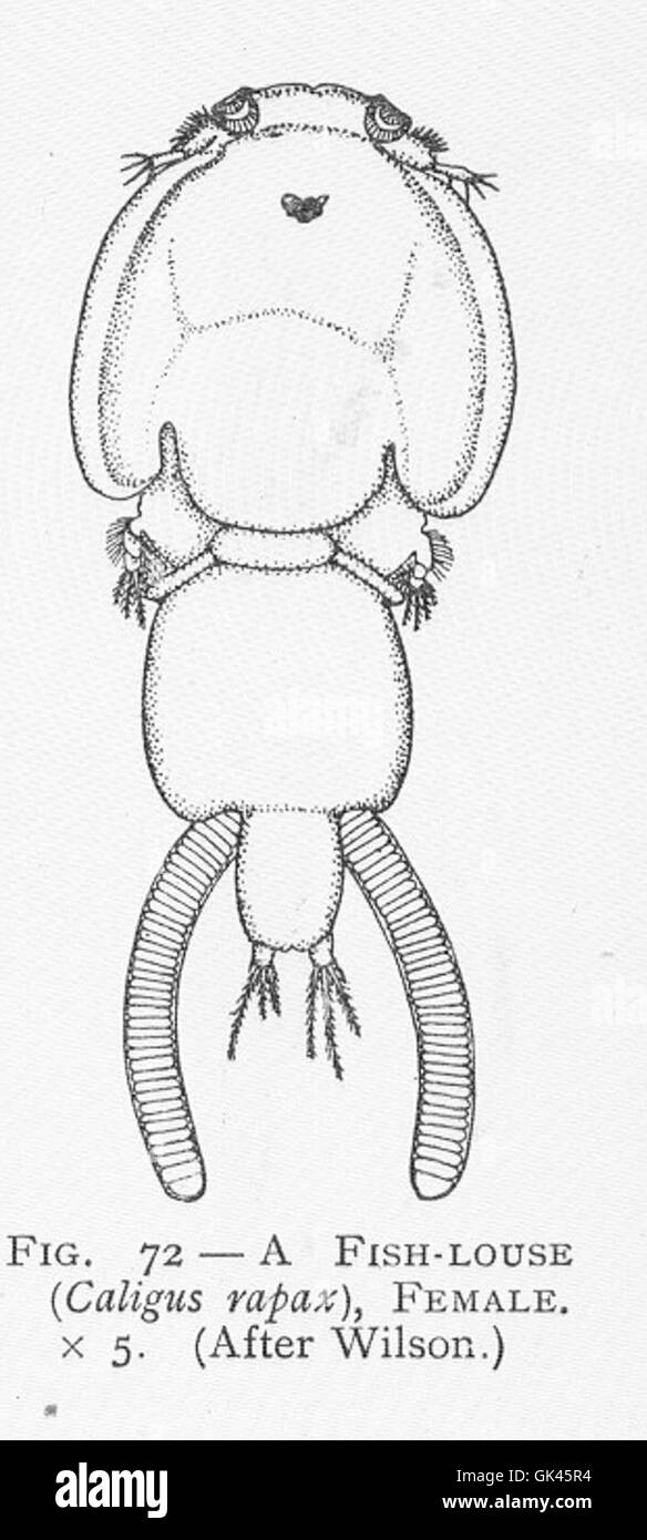 The Fish-Louse (Caligus rapax), a parasitic copepod, is depicted here ...