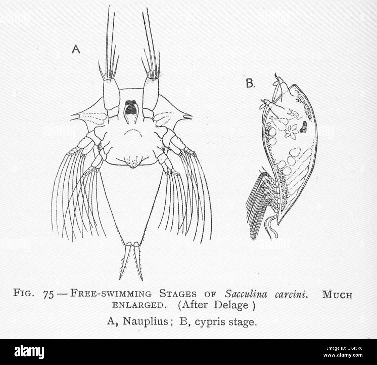 The free-swimming stages of Sacculina carcini, a parasitic barnacle ...