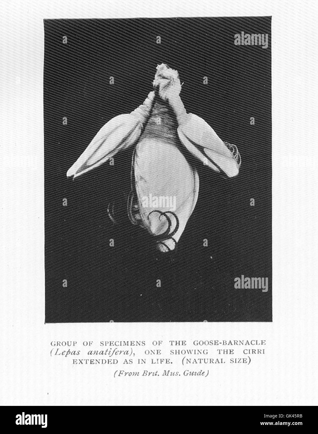 Invertebrate adaptation Cut Out Stock Images & Pictures - Alamy