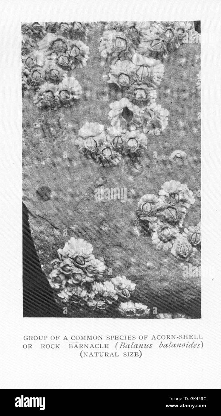 Balanus balanoides hi-res stock photography and images - Alamy