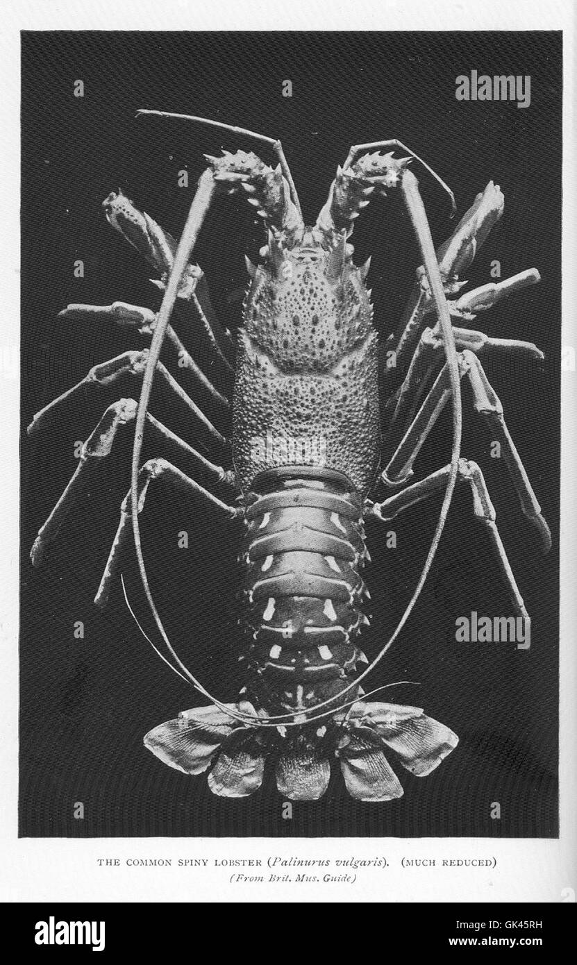 Palinurus Vulgaris High Resolution Stock Photography and Images - Alamy